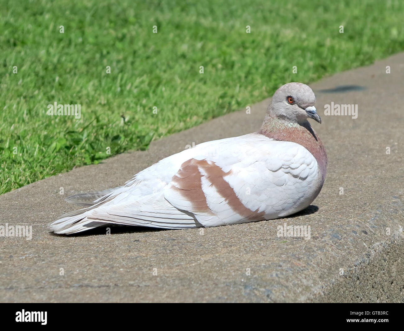 Homer pigeon hi-res stock photography and images - Alamy