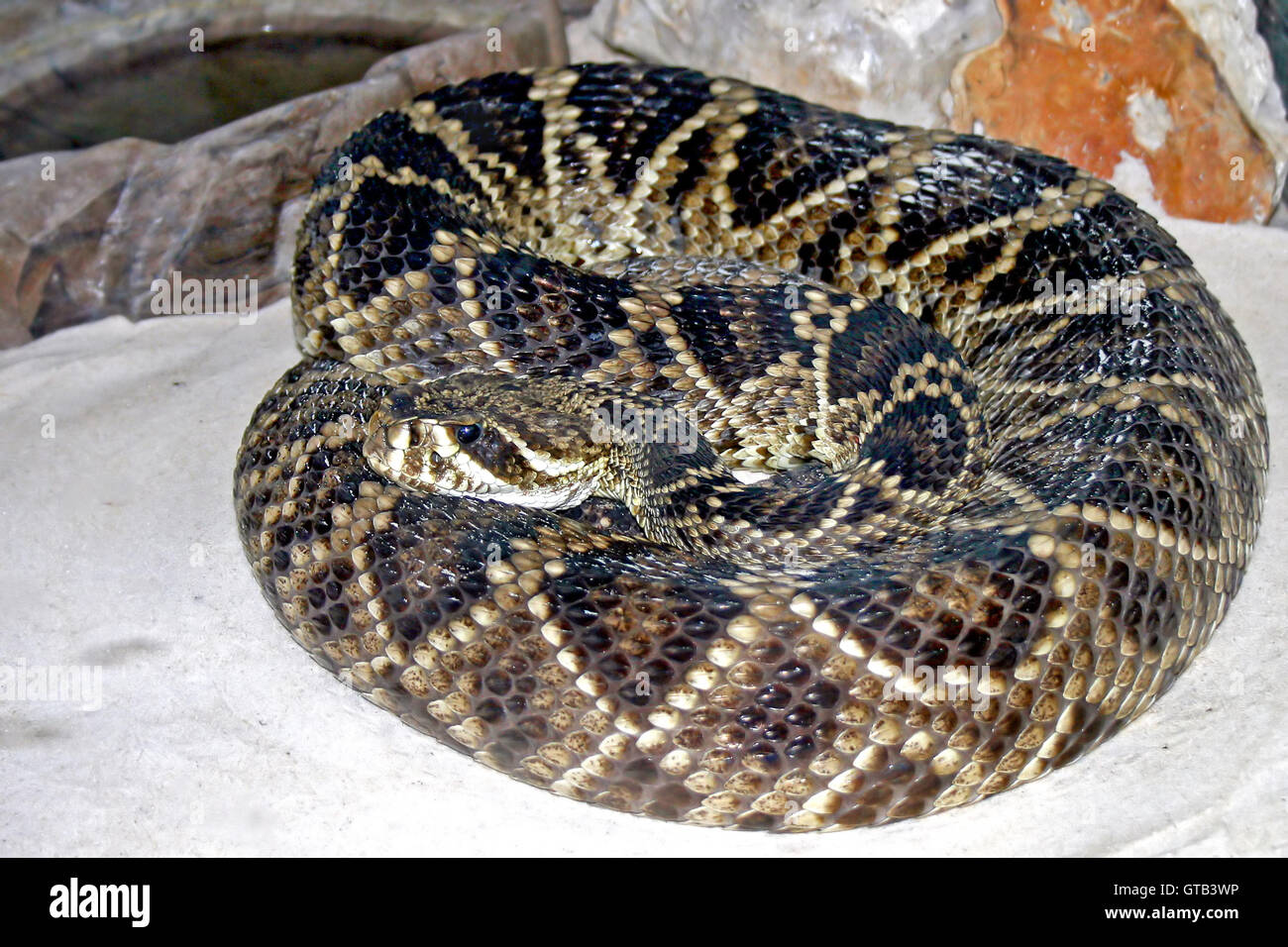 A snake curling up in its exhibit, looking out Stock Photo - Alamy