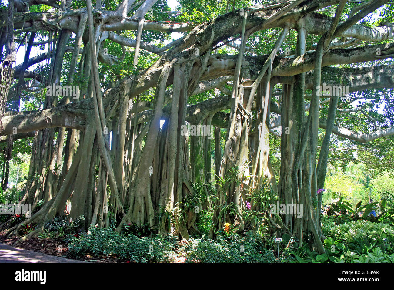 A Banyan Tree with plants around it Stock Photo - Alamy