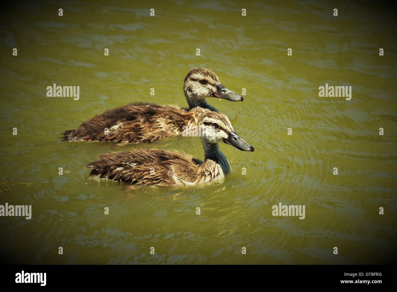 Cute baby in water hi-res stock photography and images - Alamy