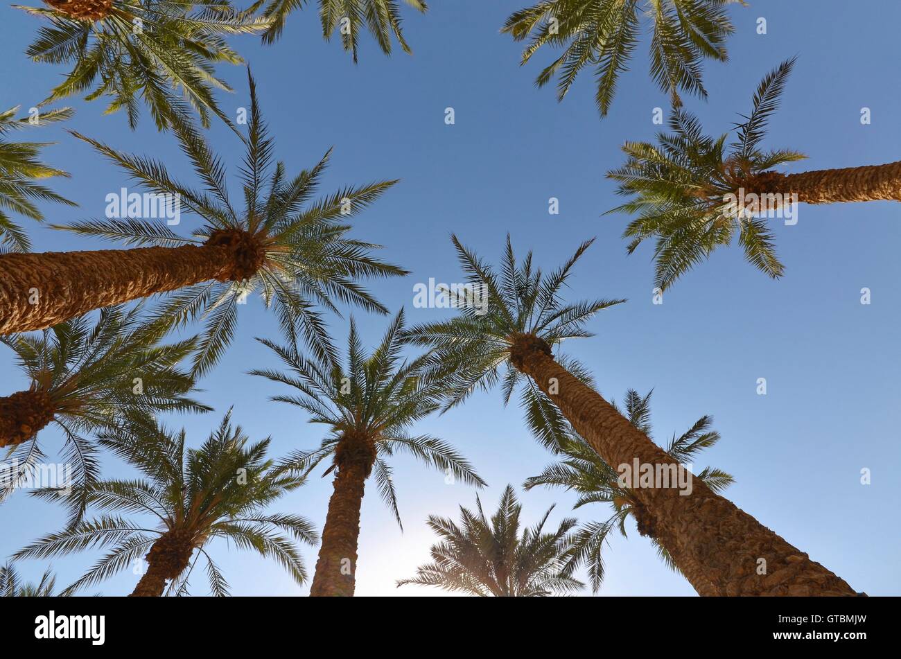 Palm trees from below hi-res stock photography and images - Alamy