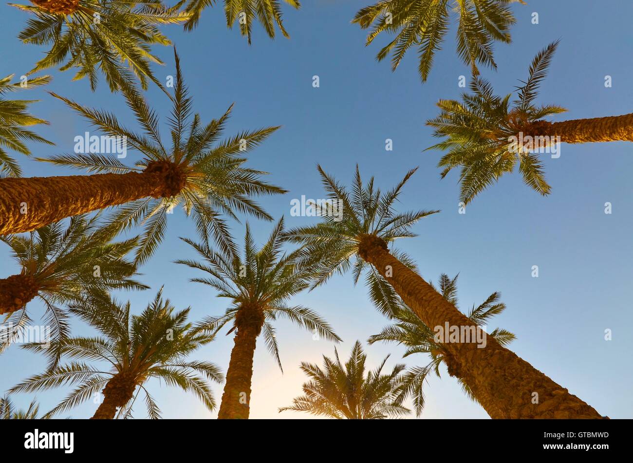 Palm trees from below Stock Photo - Alamy
