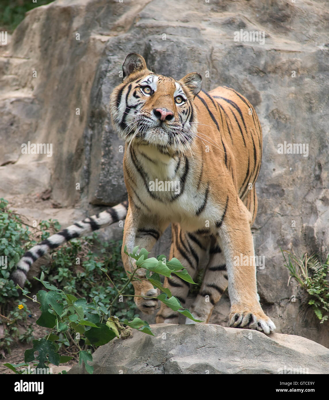 Muster tiger hi-res stock photography and images - Alamy