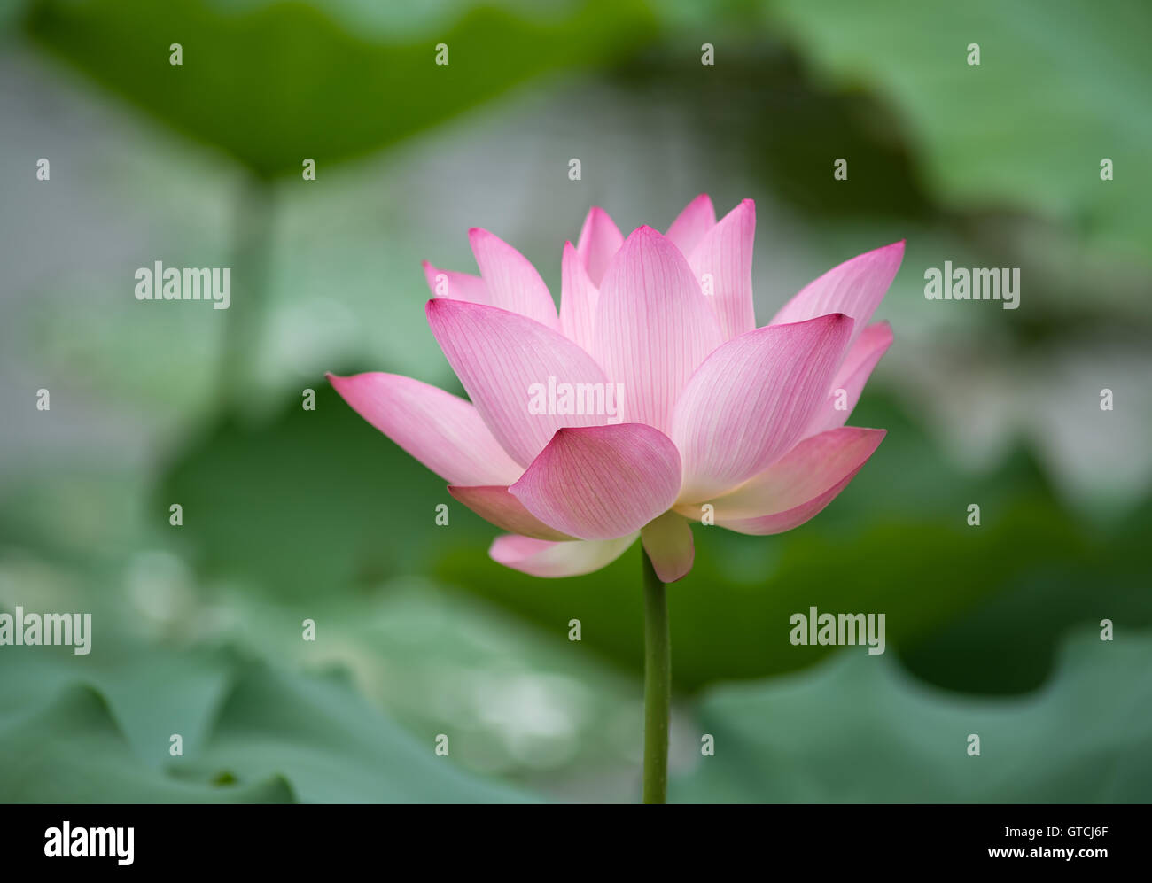 blooming lotus flower Stock Photo - Alamy