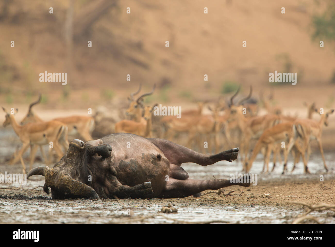African Buffalo bull (Syncerus caffer) wallowing in mud, Impala herd ...