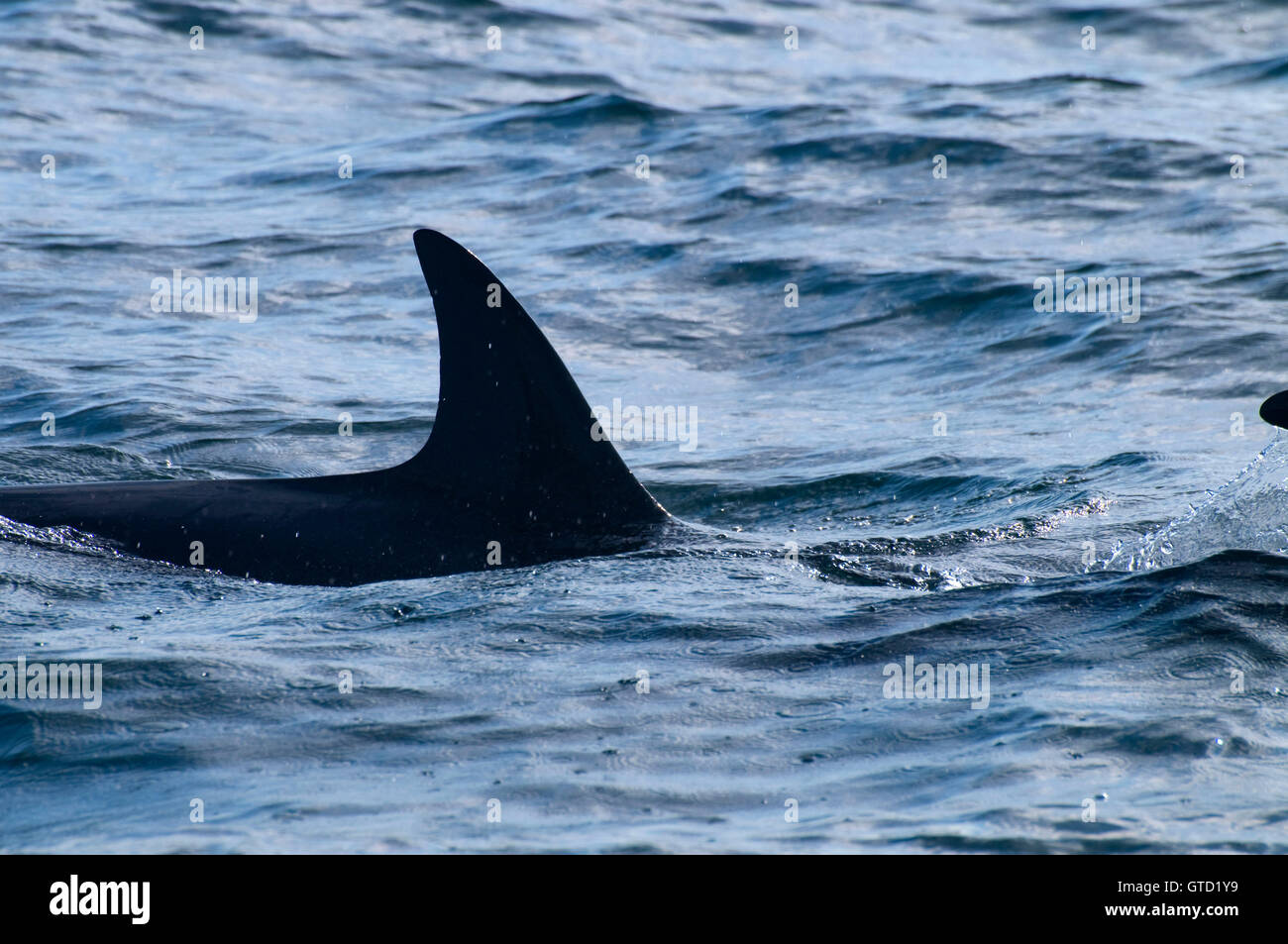 Atlantic white-sided dolphin, Stellwagen Bank National Marine Sanctuary ...