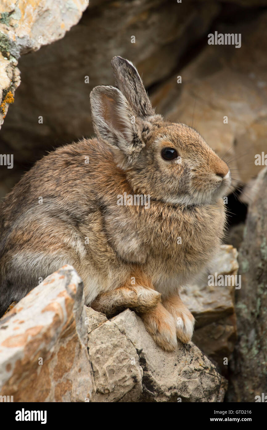 Bunny trail hi-res stock photography and images - Alamy