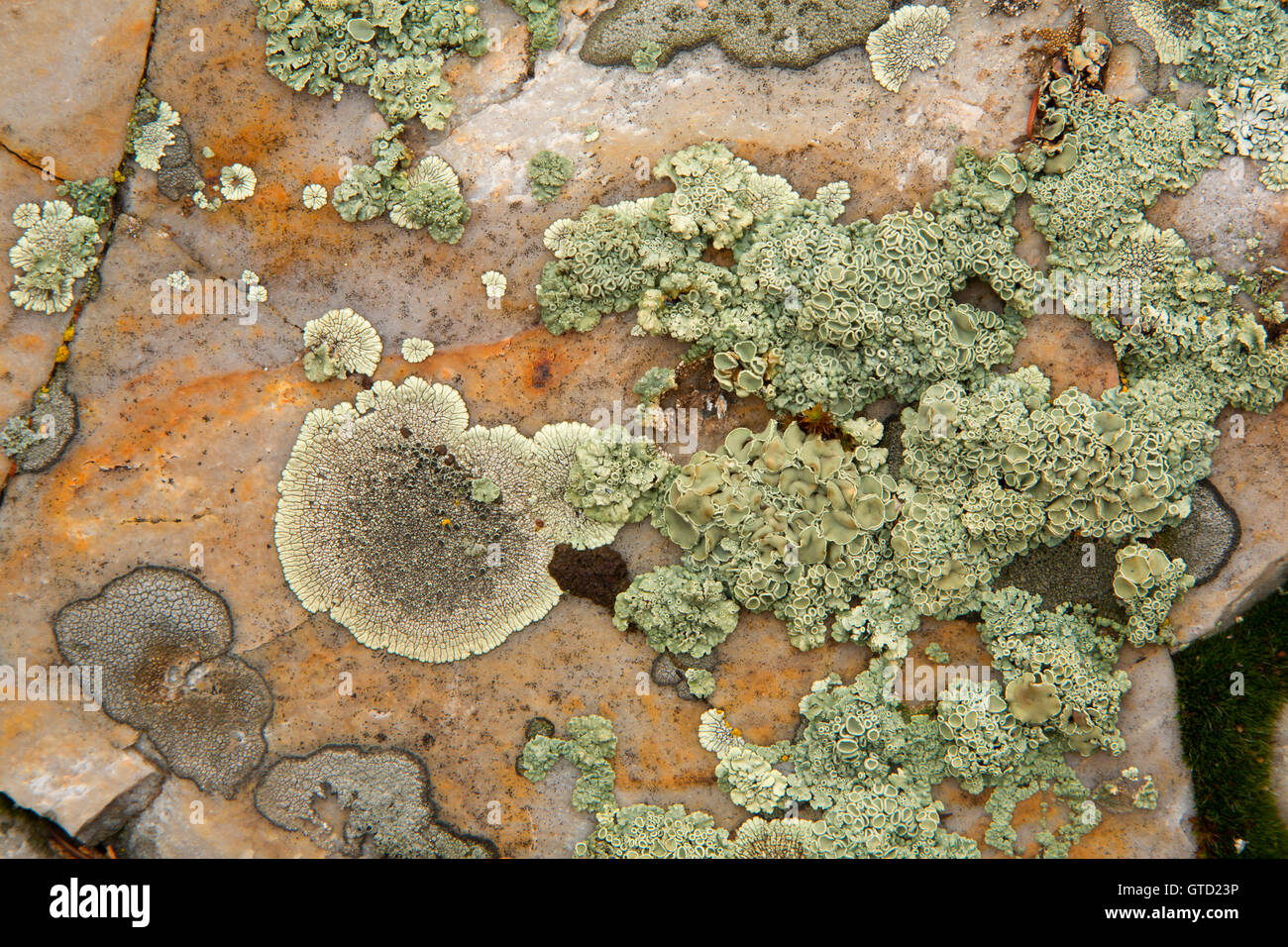 Lichen along the Missouri Beaver Creek Trail, Helena National Forest ...