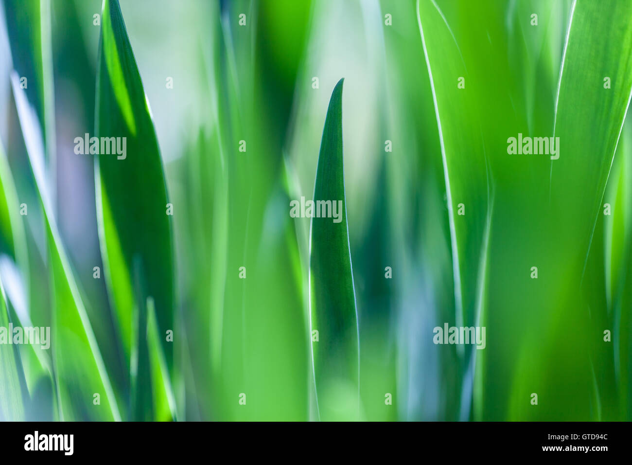 Photo of green grass field hi-res stock photography and images - Alamy
