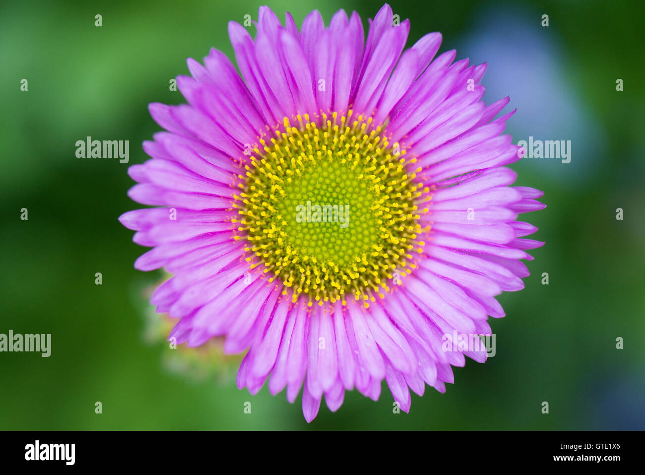 Erigeron glaucus flower Stock Photo - Alamy