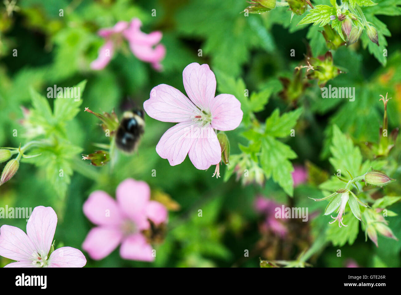 A bee approaching a geranium flower Stock Photo - Alamy