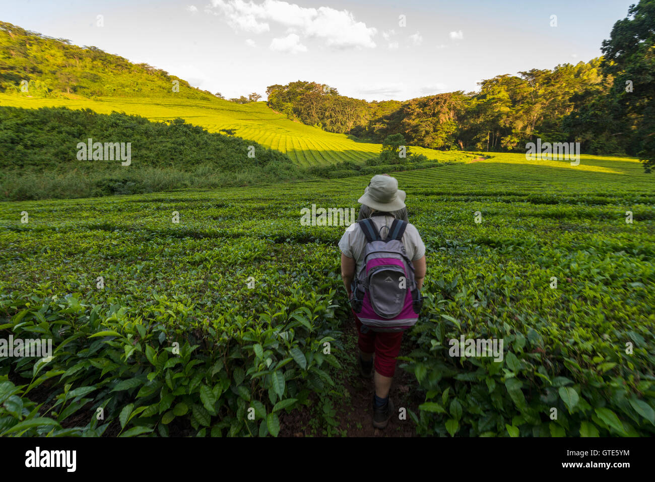 walking exploring tea estate verdant green hiker Stock Photo - Alamy