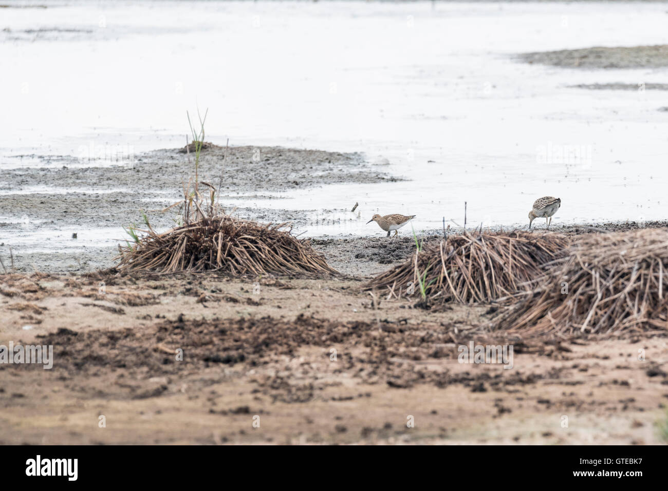 Pectoral sandpiper water hi-res stock photography and images - Alamy