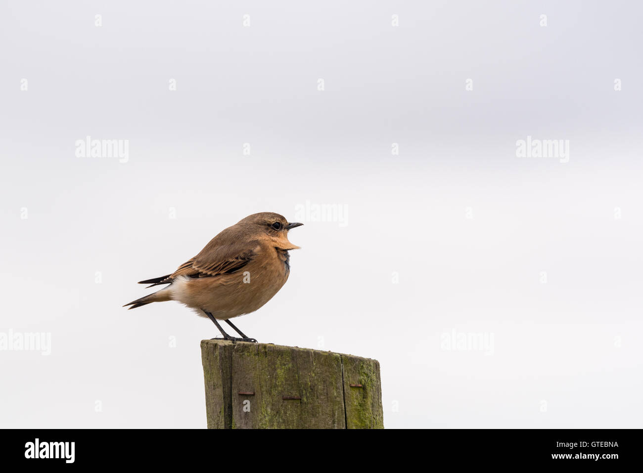 A wheatear hi-res stock photography and images - Alamy