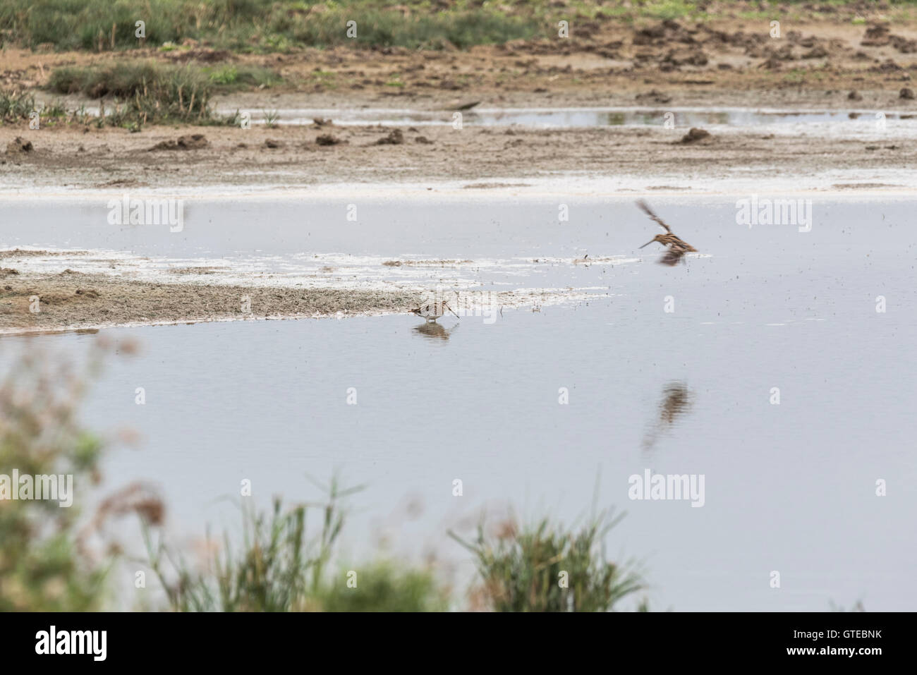 Flying snipe gallinago gallinago uk hi-res stock photography and images ...