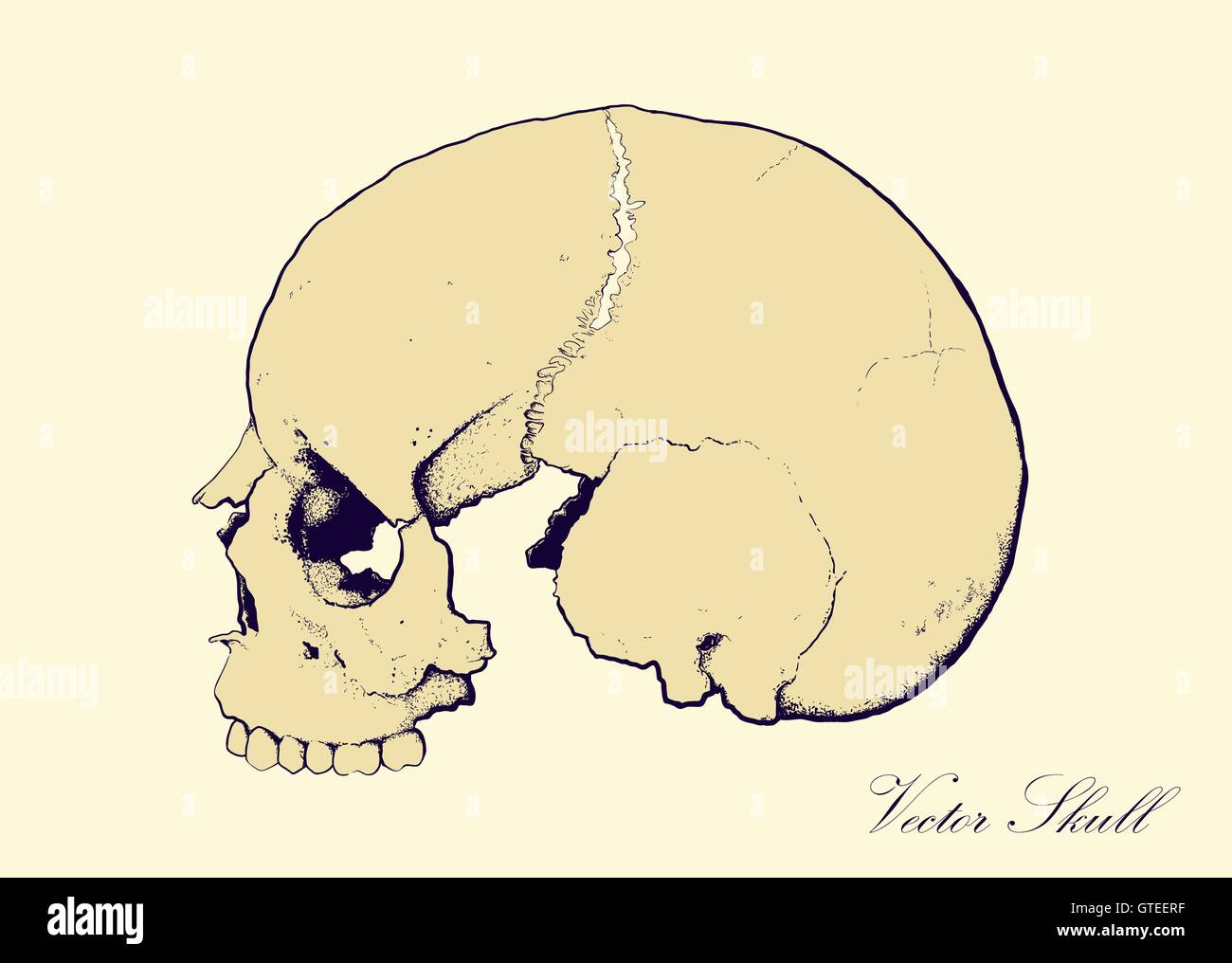 Human skeleton side retro hi-res stock photography and images - Alamy