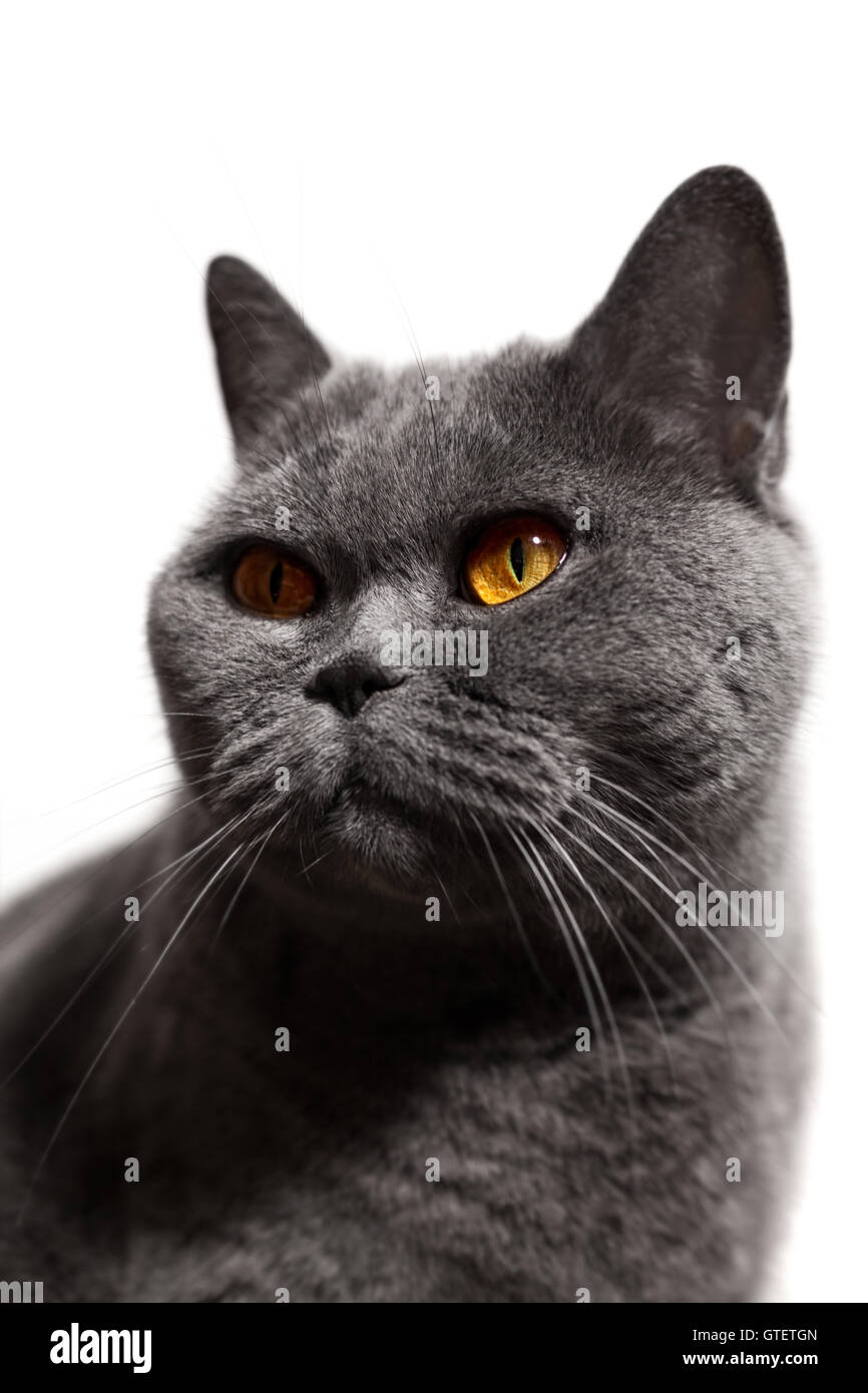 Portrait of gray purebred British cat isolated on white background ...