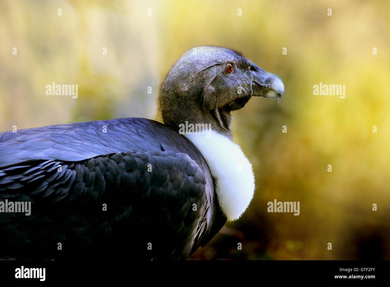 Andean Condor (Vulture Gryphus) Vulture,Diet carrion,Dead Animals ...