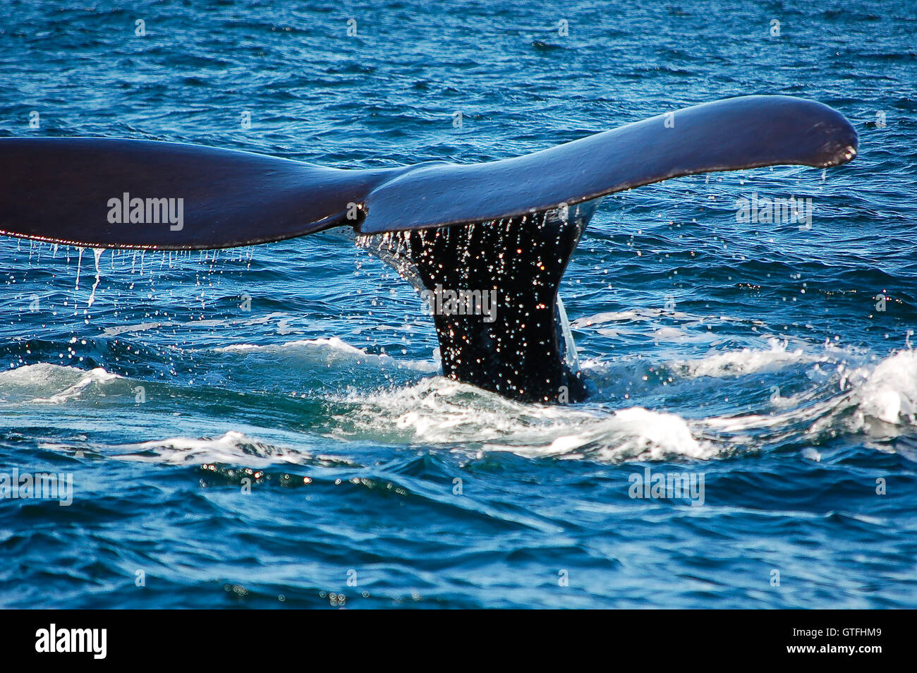Whales in the wild hi-res stock photography and images - Alamy