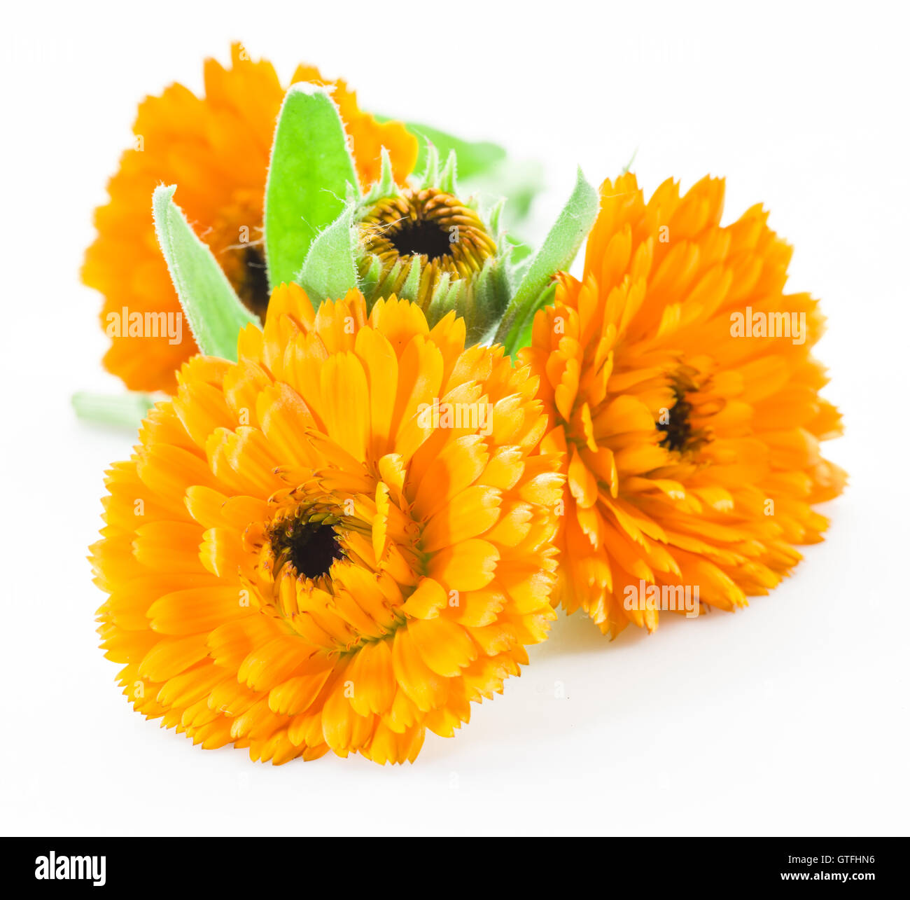 Calendula flowers isolated on white background Stock Photo - Alamy