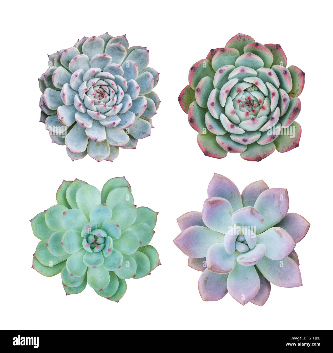 Ornamental grass succulents hi-res stock photography and images - Alamy