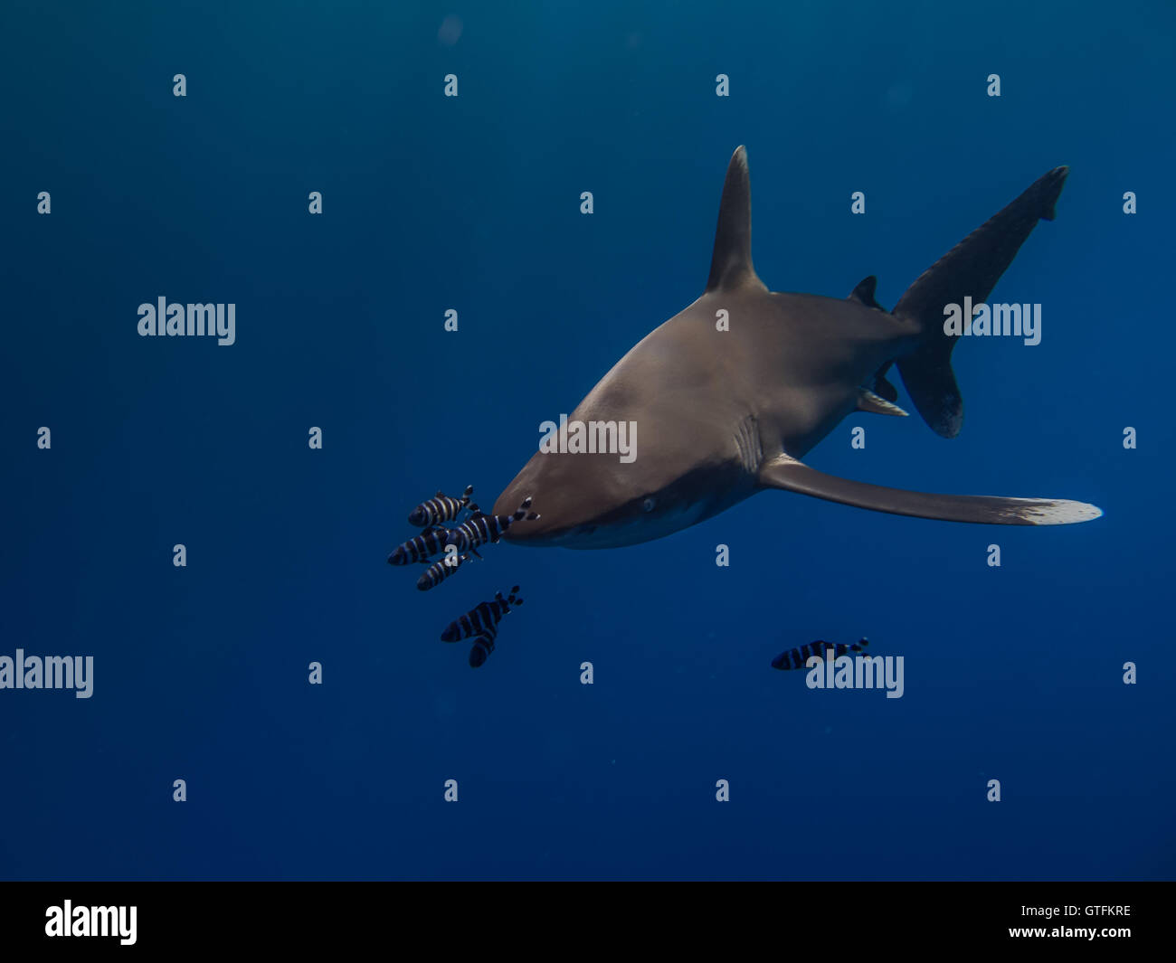 Blue bubbles in water extreme hi-res stock photography and images - Alamy