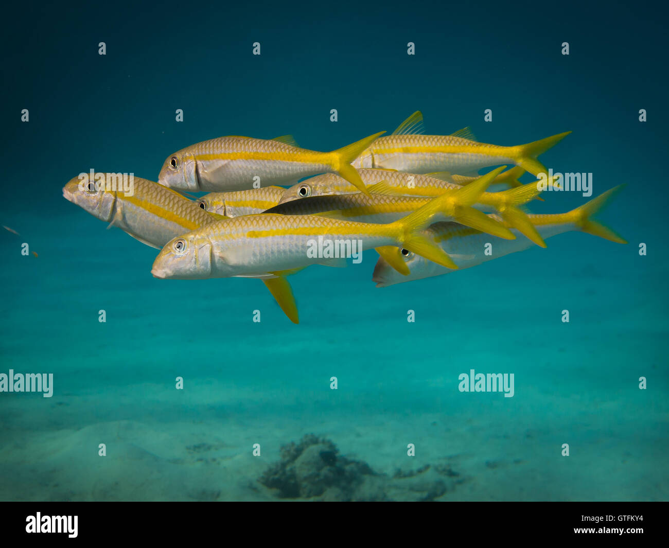 A school of yellow tail goat fish in crystal clear water Stock Photo ...