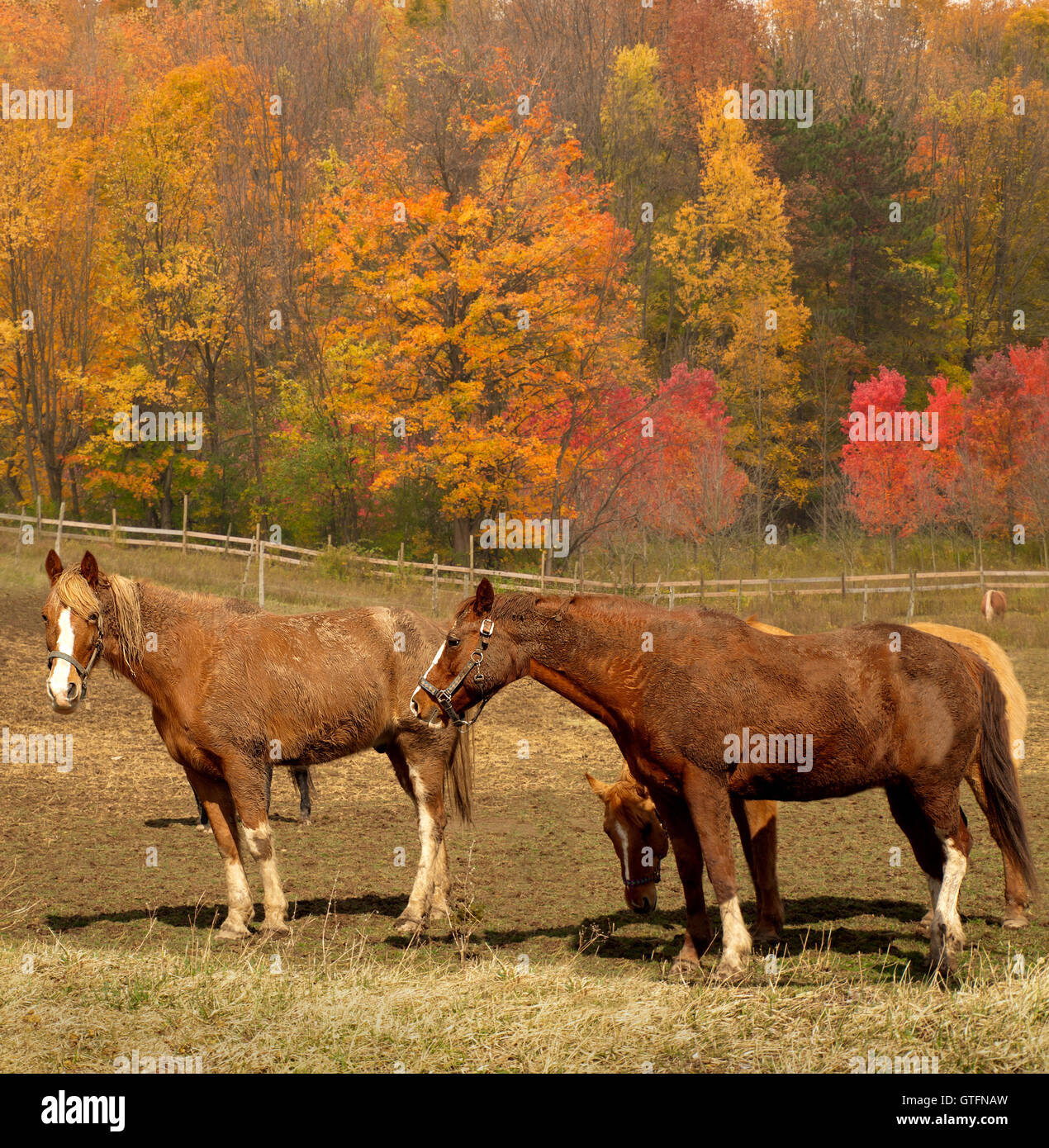 horses in autumn Stock Photo - Alamy