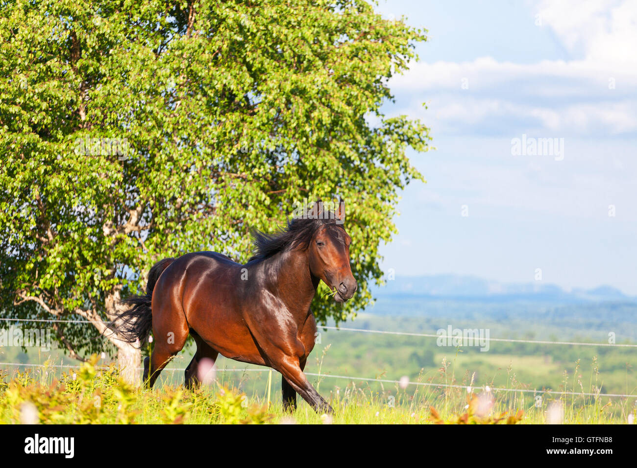 Arab racer runs on a green summer meadow Stock Photo - Alamy