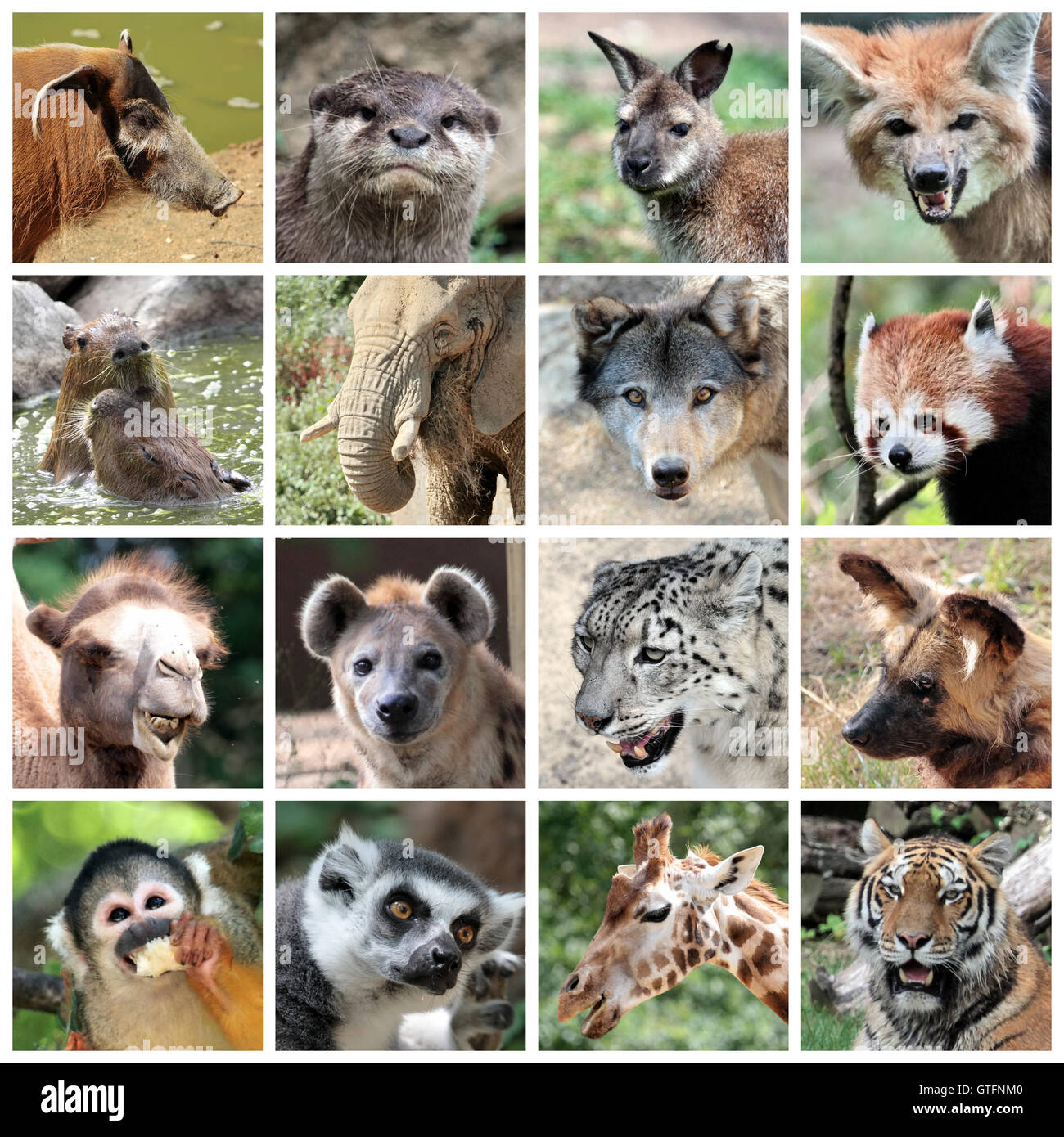 Animals Collage Pictures