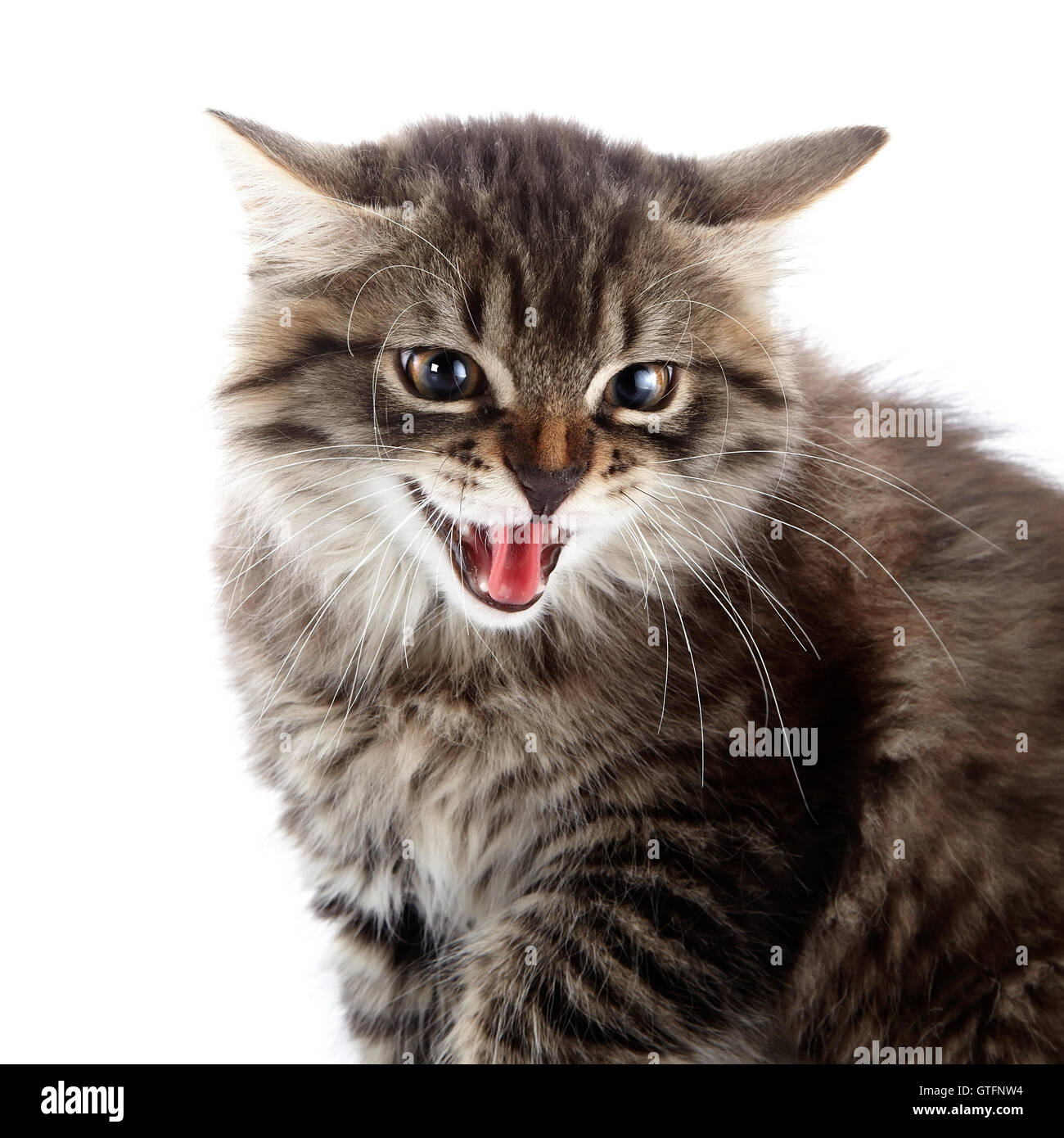 Angry Hissing Cat