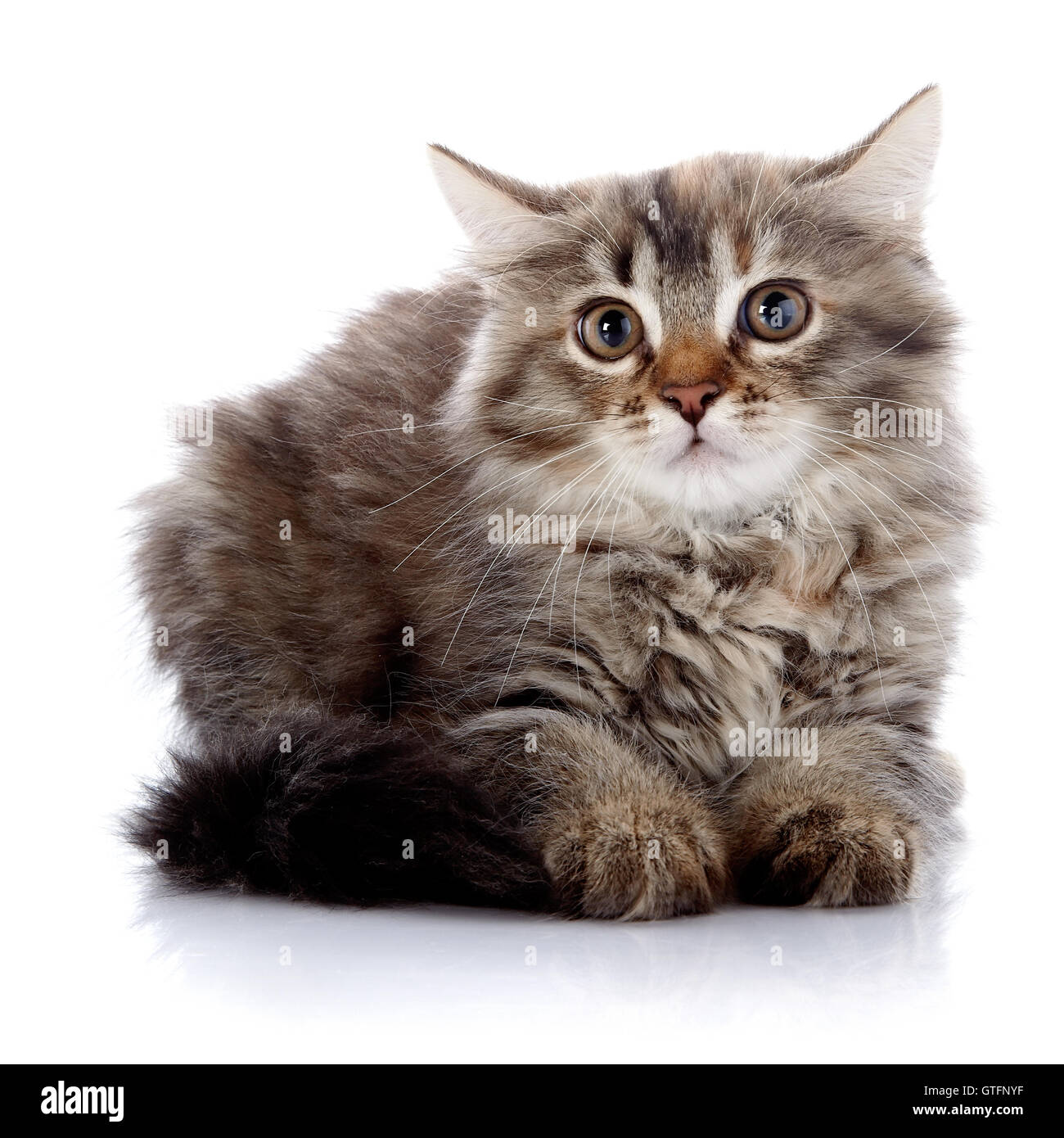 Fluffy beautiful scared cat Stock Photo - Alamy