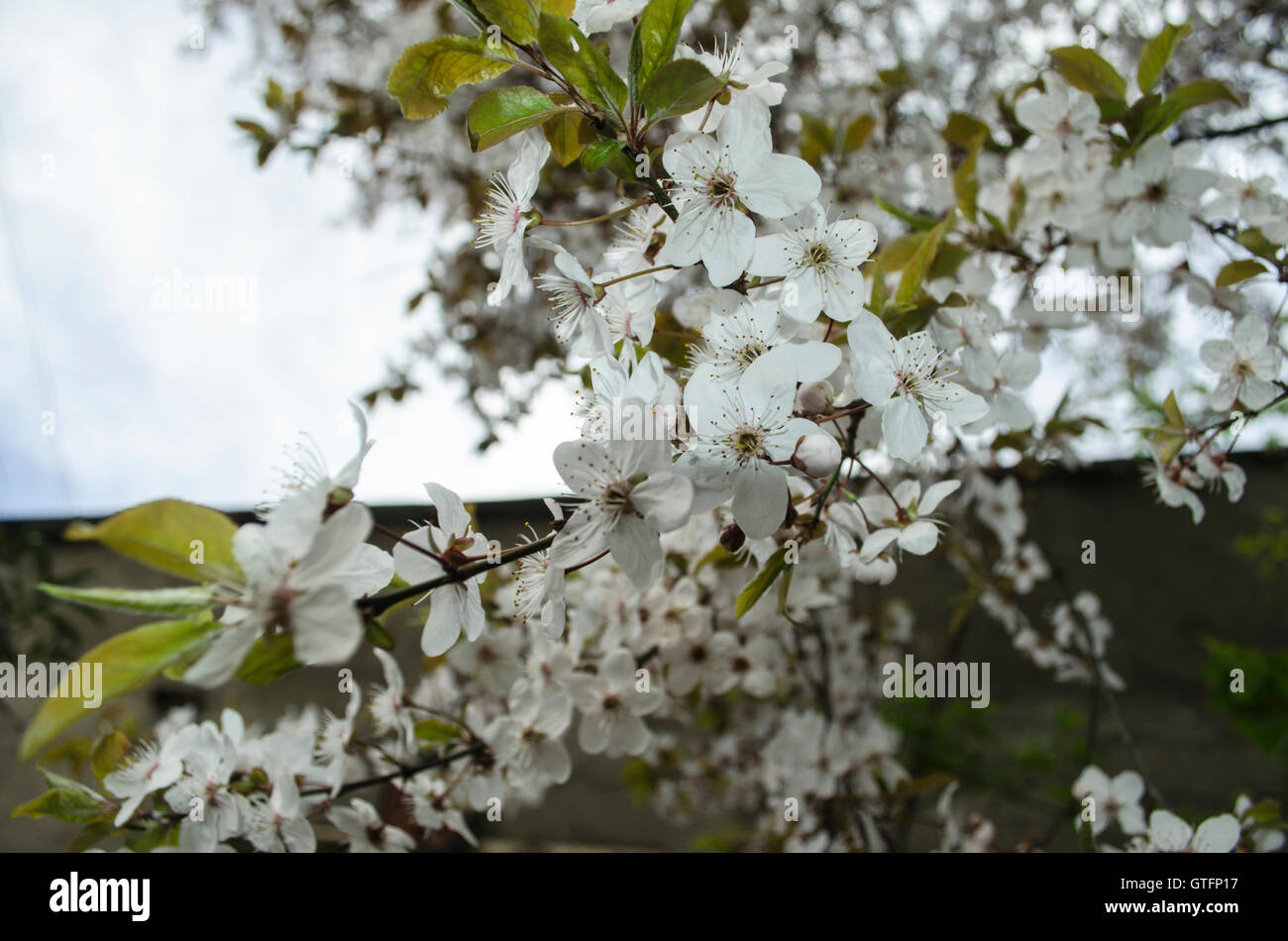 Plum rain season hi-res stock photography and images - Alamy