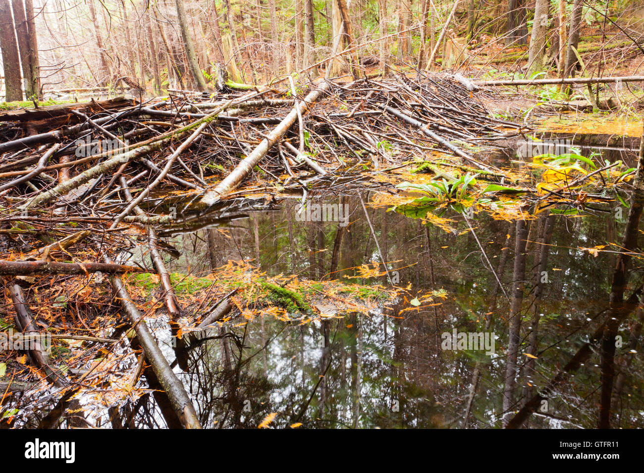 Beaver dam construction hi-res stock photography and images - Alamy