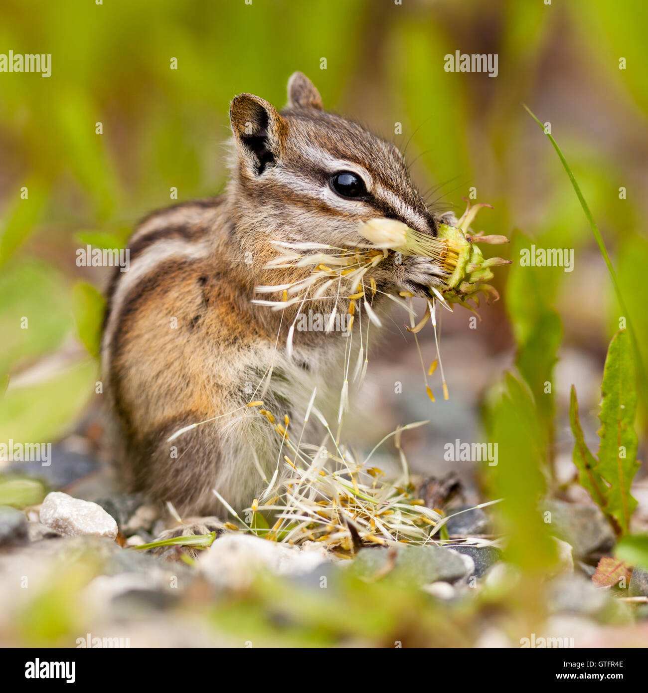 Least Chipmunk Tamias minimus foraging dandelions Stock Photo - Alamy