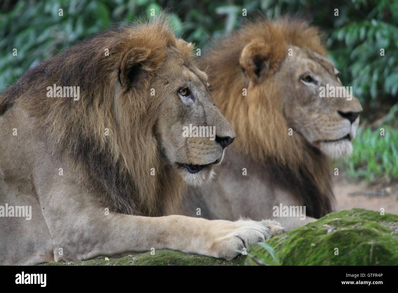 Lion vivid fur hi-res stock photography and images - Alamy