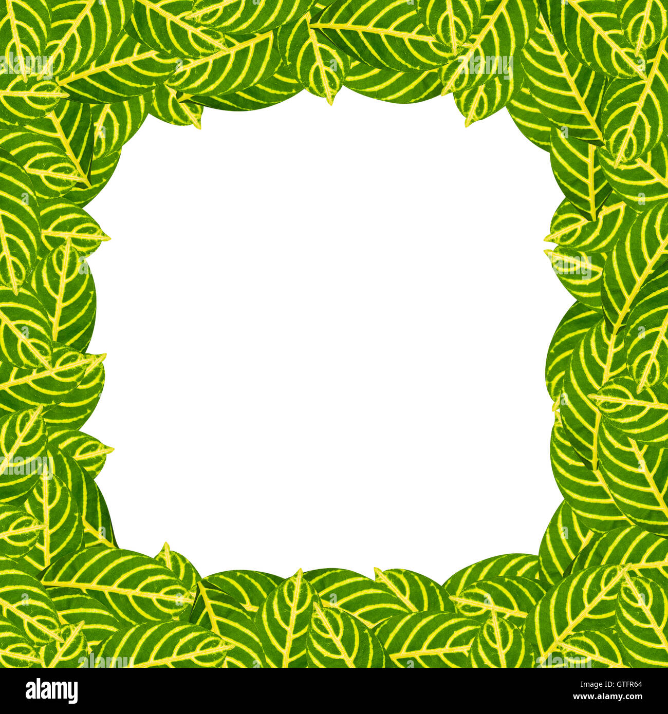 Green Leaf Background, space for text Stock Photo - Alamy
