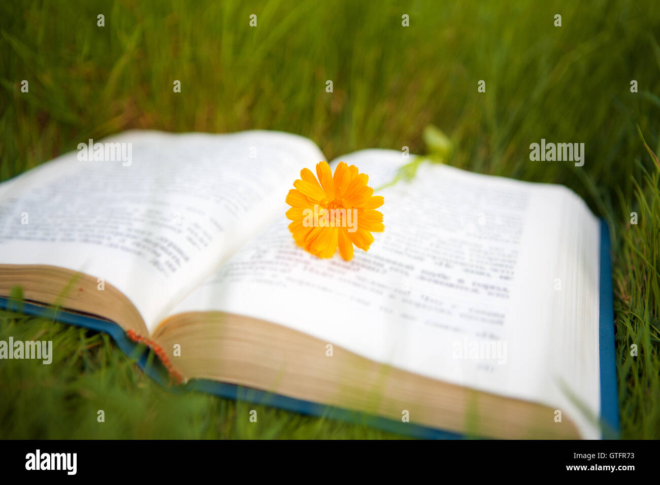 flower on the opened book Stock Photo - Alamy