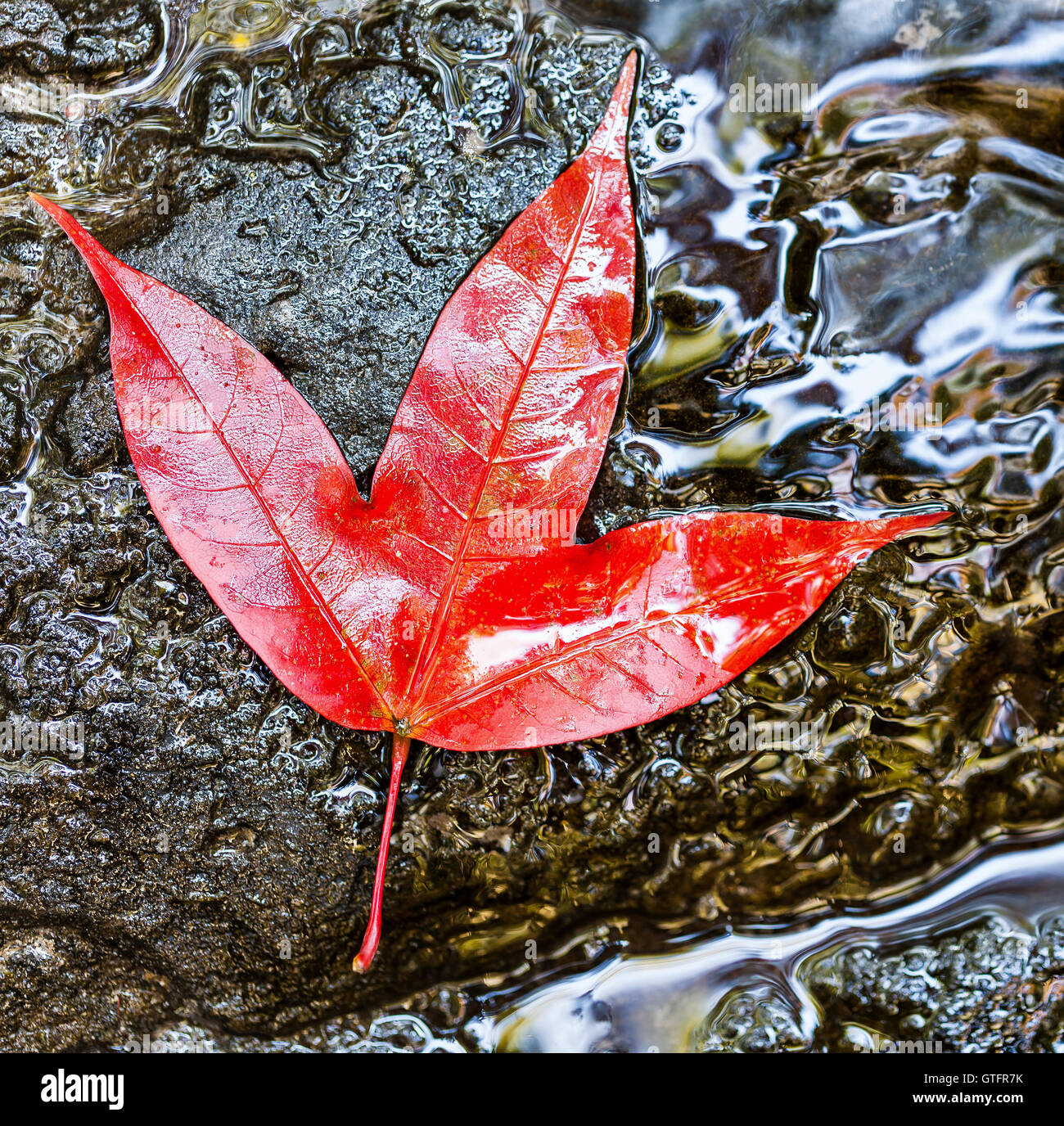 red maple leaf Stock Photo - Alamy