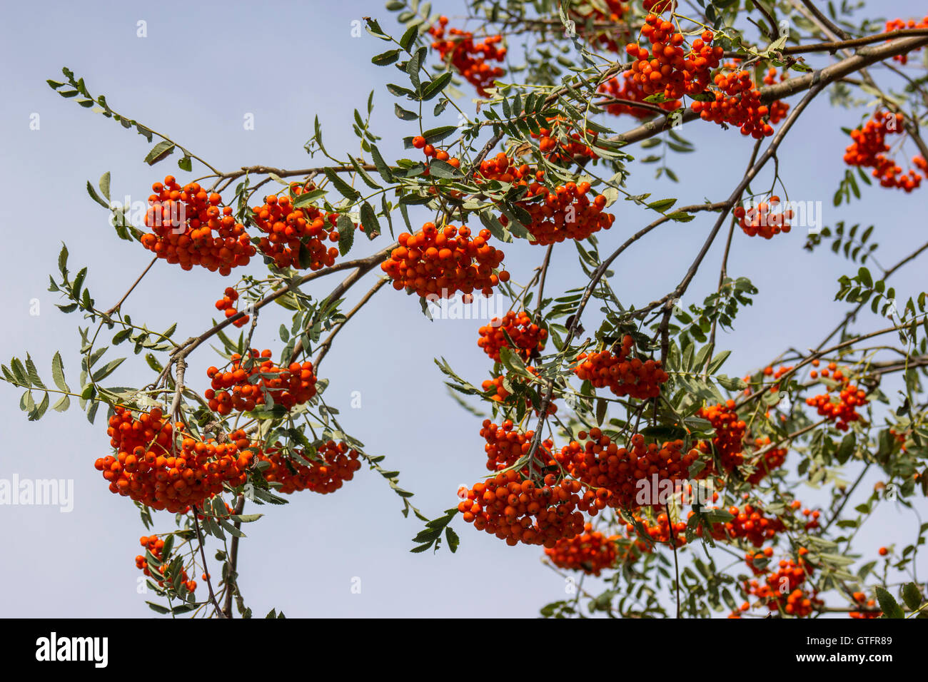 Ripe rowan fruits on the tree Stock Photo - Alamy