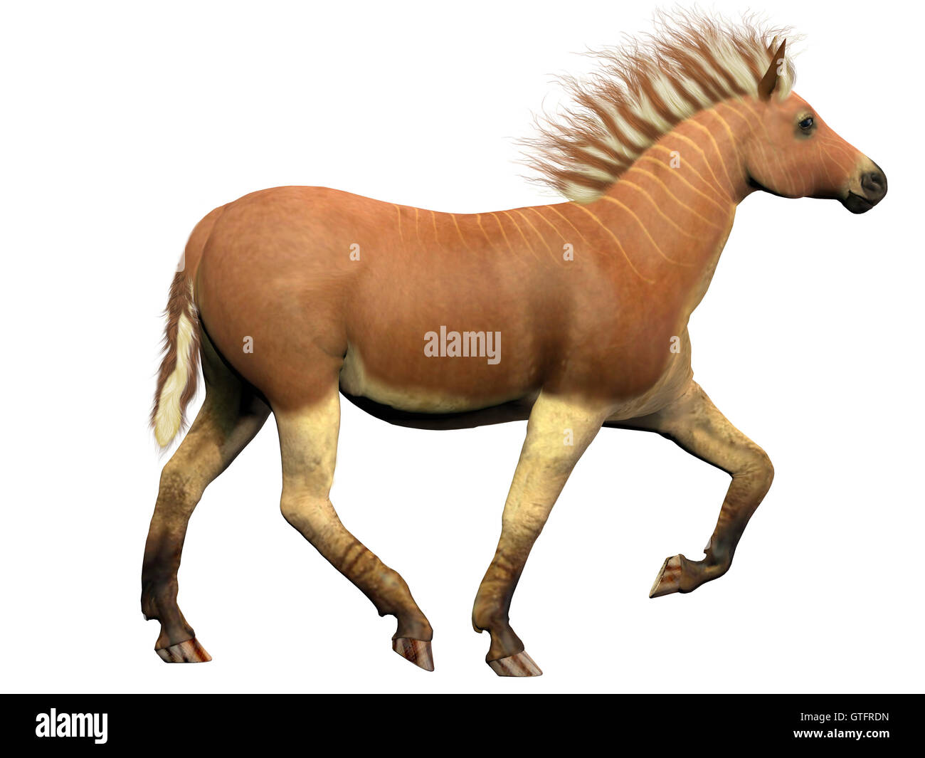 Quagga extinct hi-res stock photography and images - Alamy