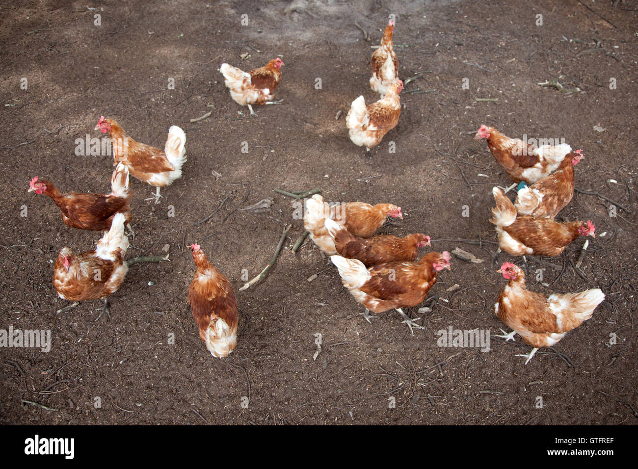 brown chicken in the dirt Stock Photo - Alamy