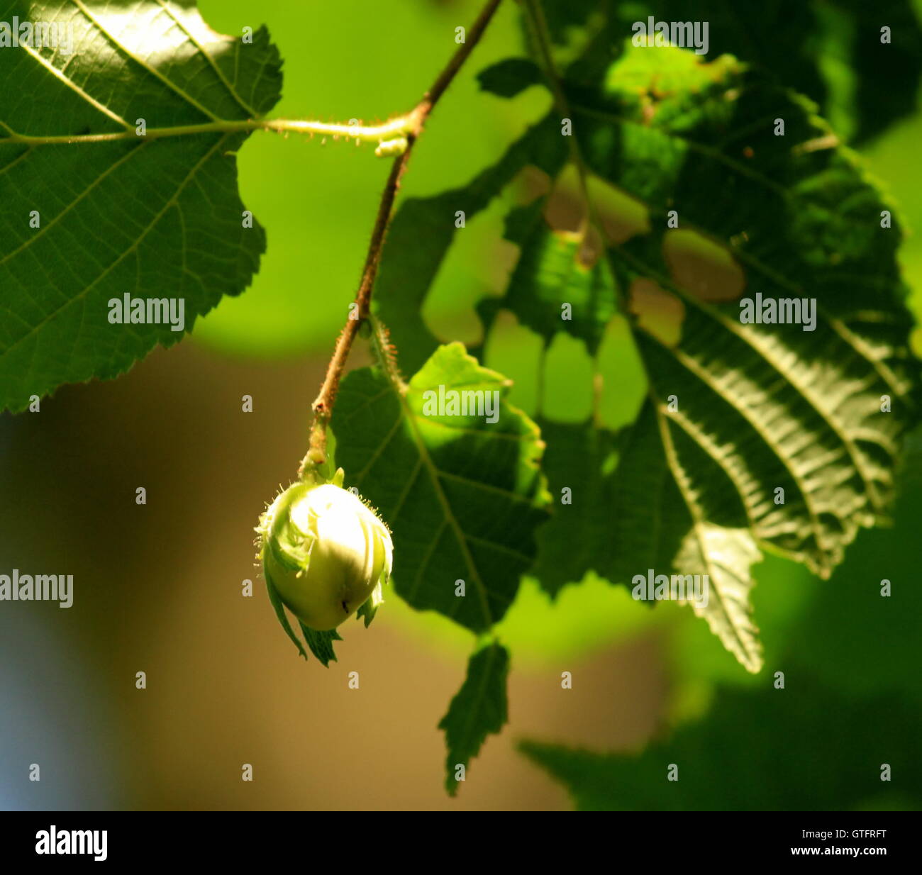 Unripe hazel hazelnuts healthy hi-res stock photography and images - Alamy
