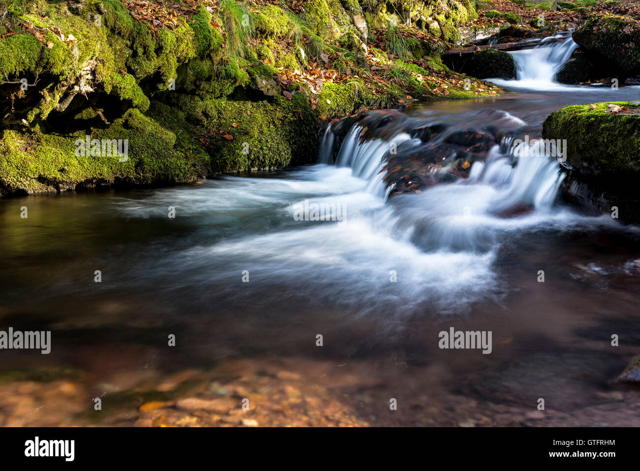 Riverside forest hi-res stock photography and images - Alamy