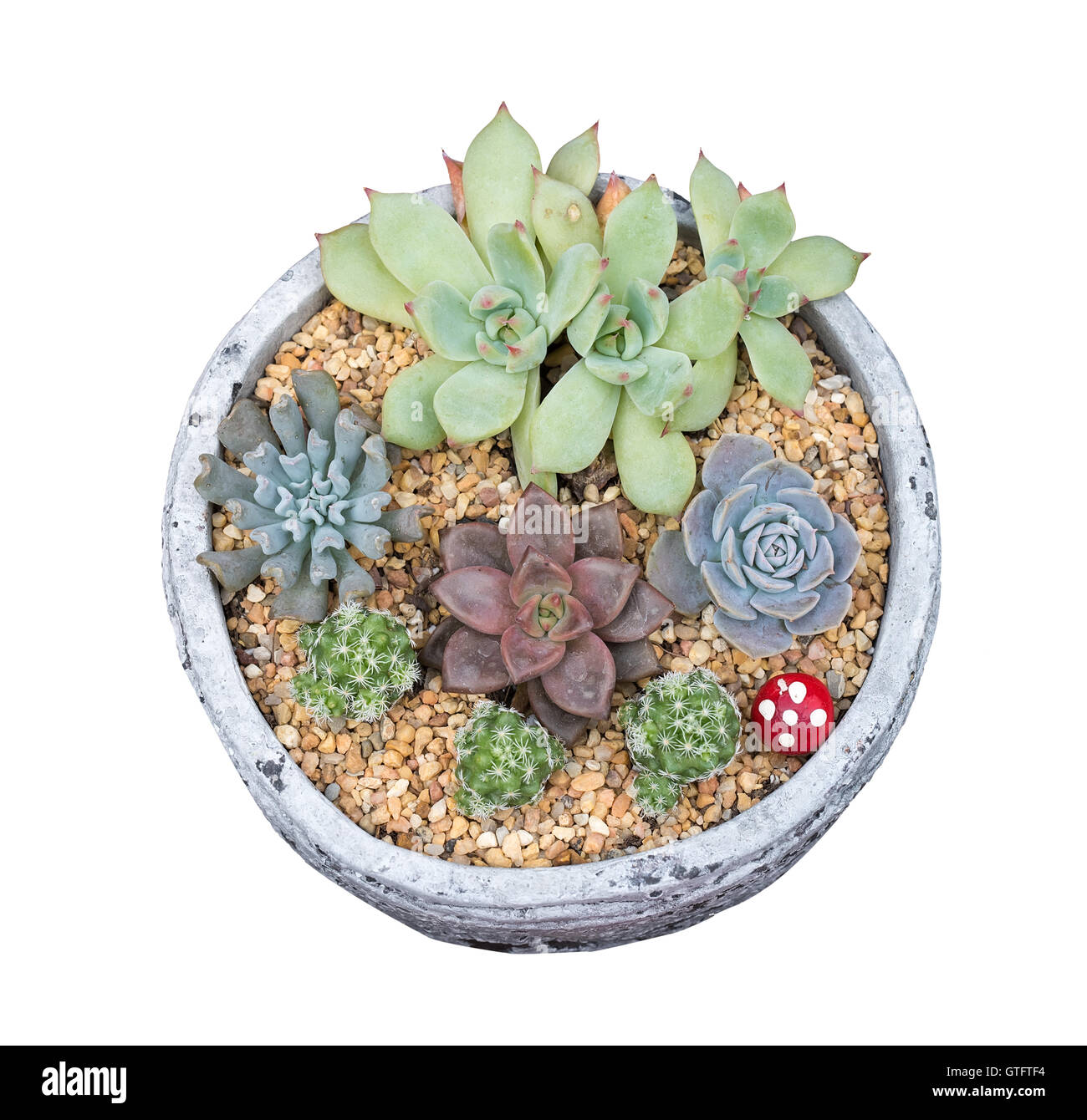 cactus succulents in a planter Stock Photo - Alamy