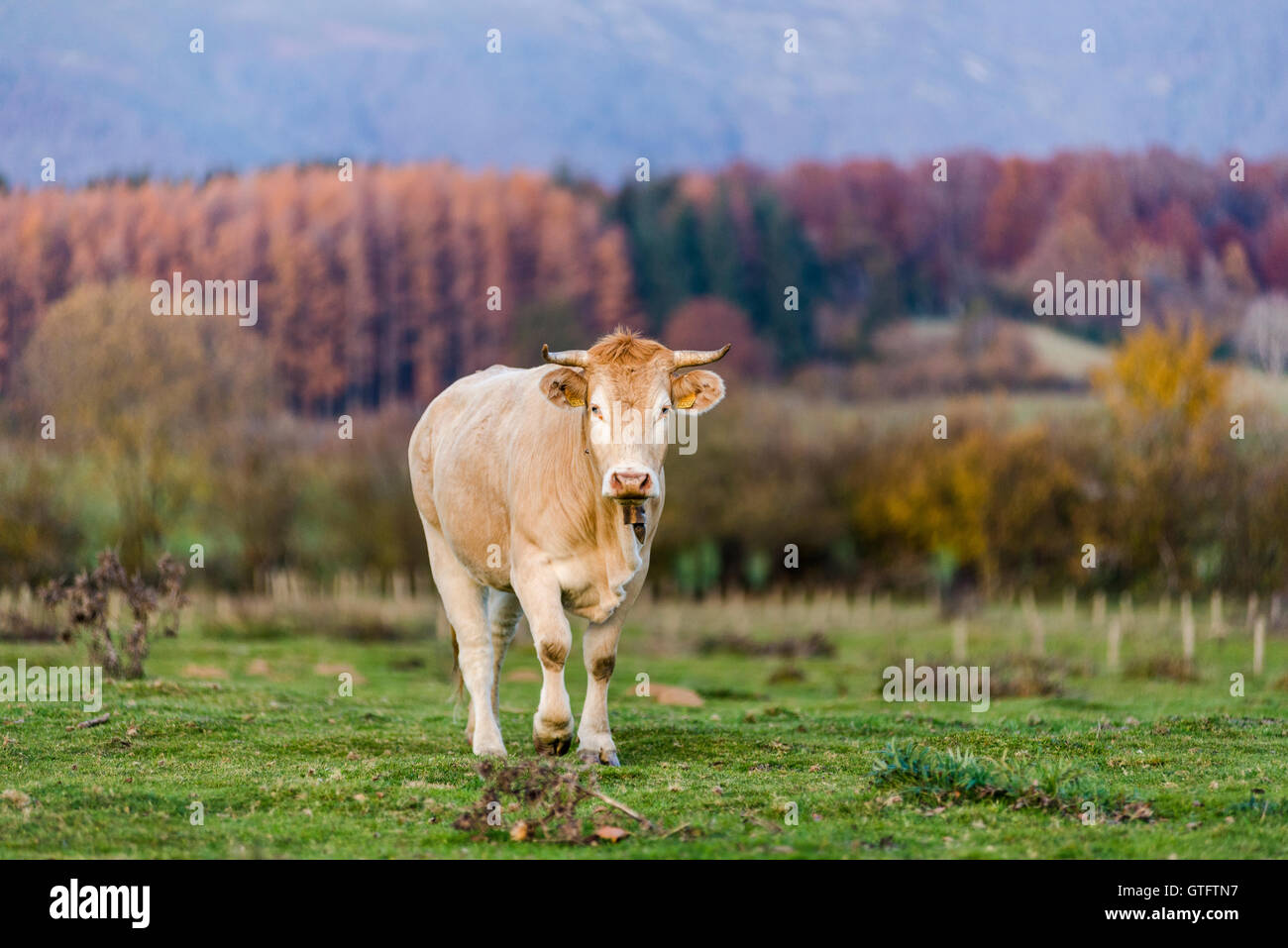Burguete hi-res stock photography and images - Alamy