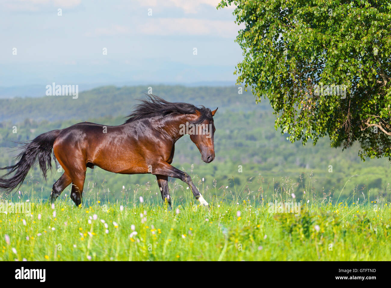 Arab racer on a green summer meadow Stock Photo - Alamy