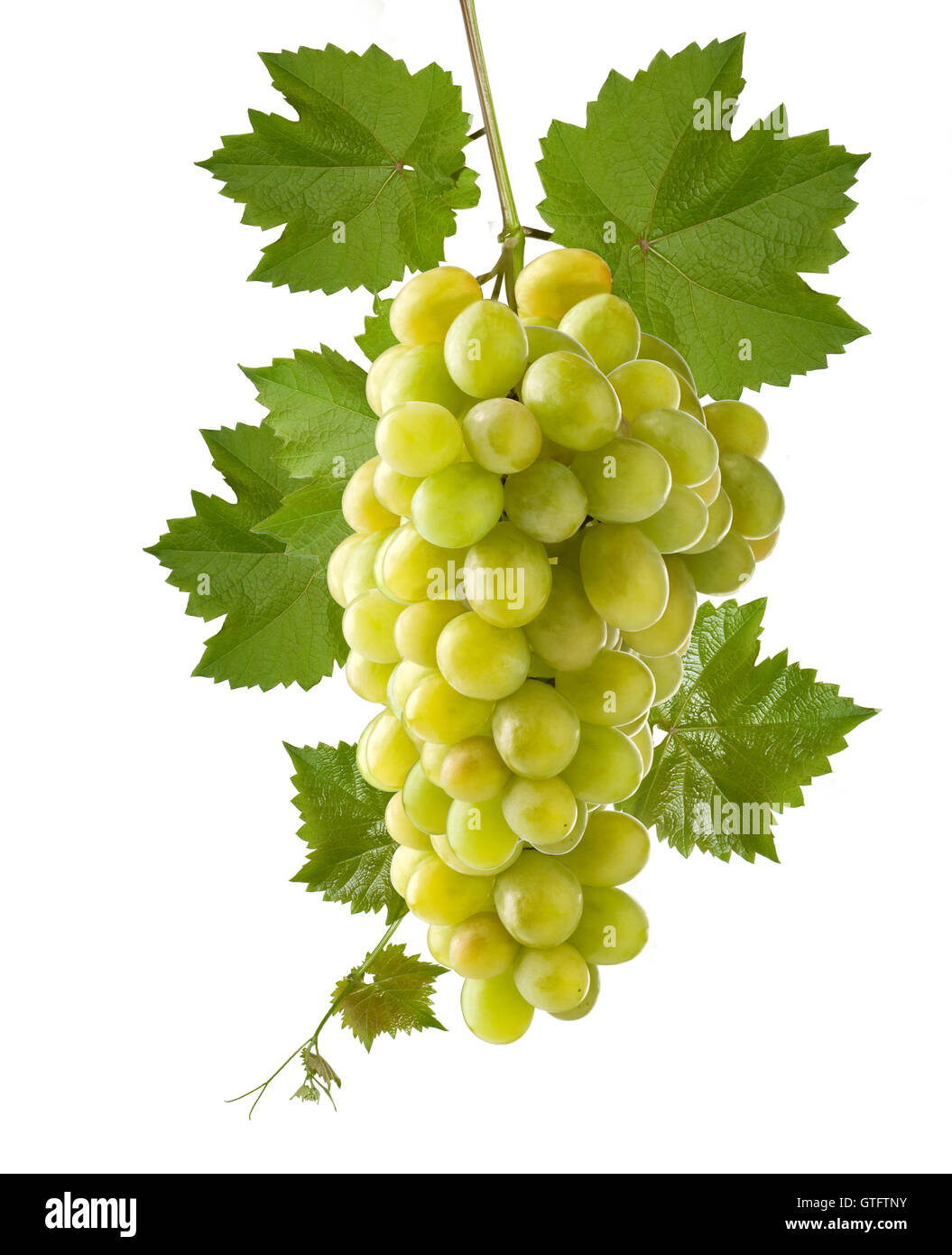 Grape photography hi-res stock photography and images - Alamy