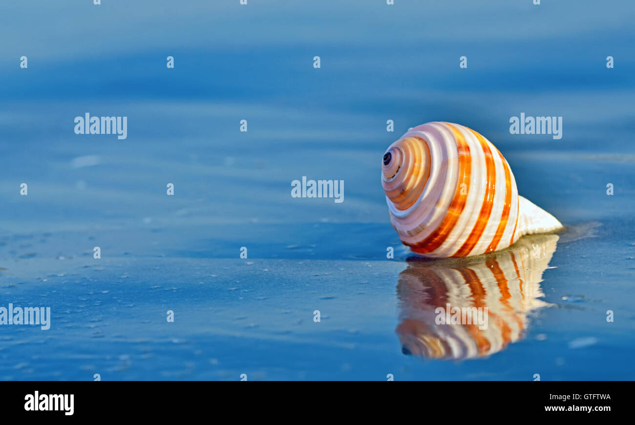 Shell on a beach with reflection Stock Photo - Alamy