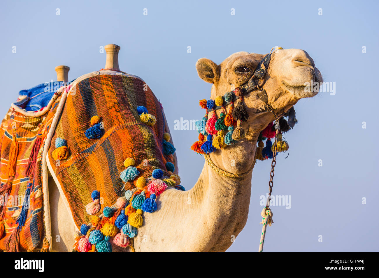 African camel hi-res stock photography and images - Alamy